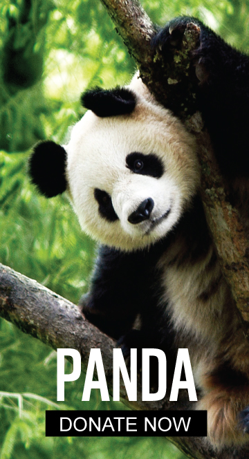 Donate | WWF Hong Kong