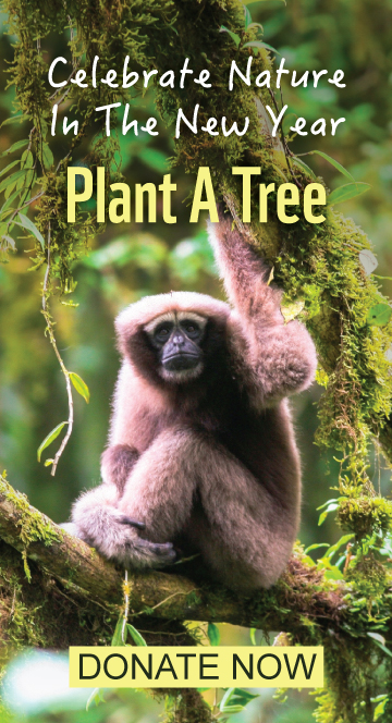 Donate | WWF Hong Kong